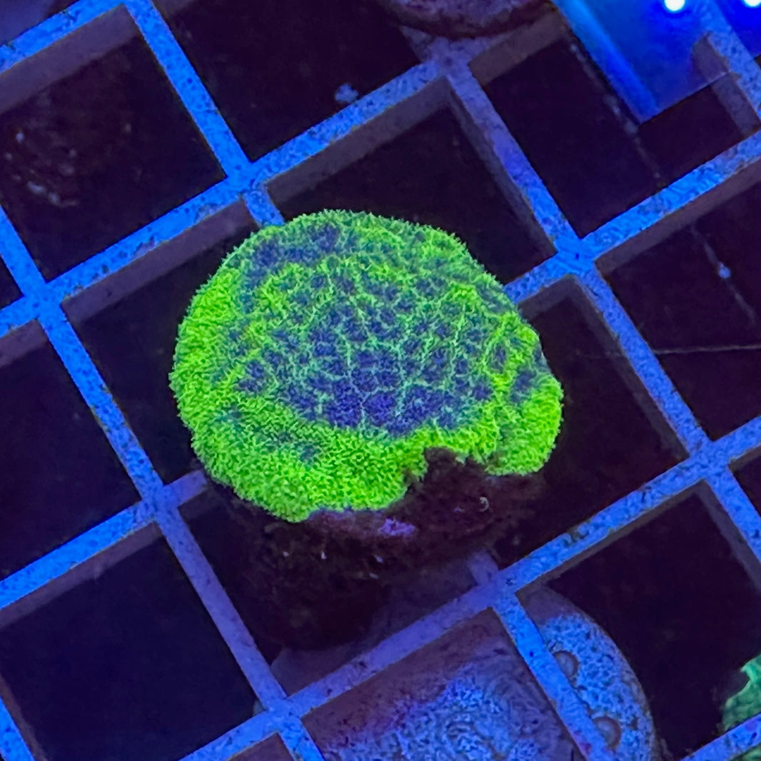 SPS (Small Poly Stony) – Coral Thingys