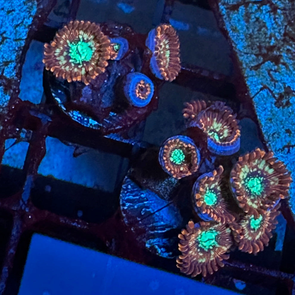 Frost Diamond Zoanthid – Coral Thingys