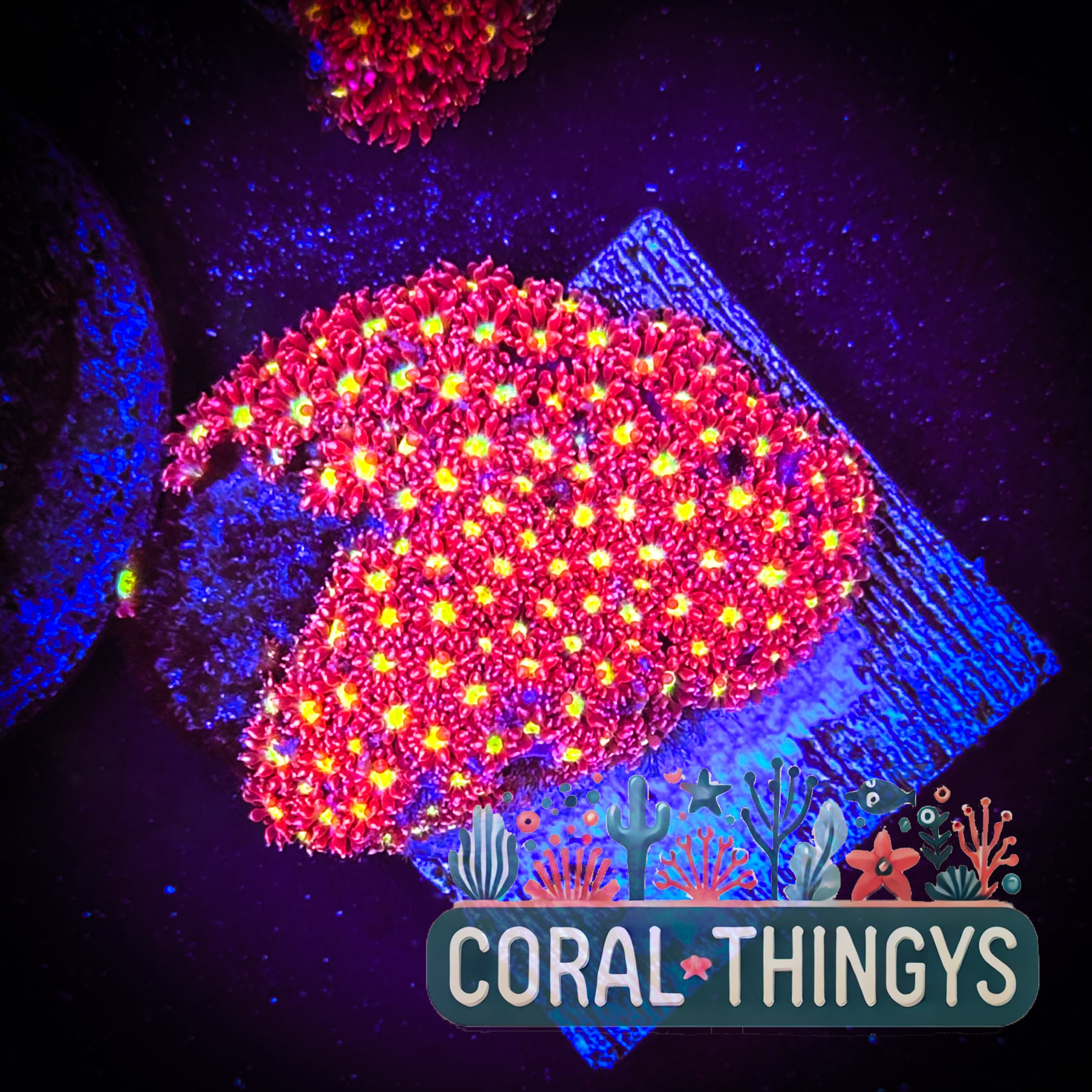 WWC Fruit Loopz Micro Goniopora (WYSIWYG) – Coral Thingys