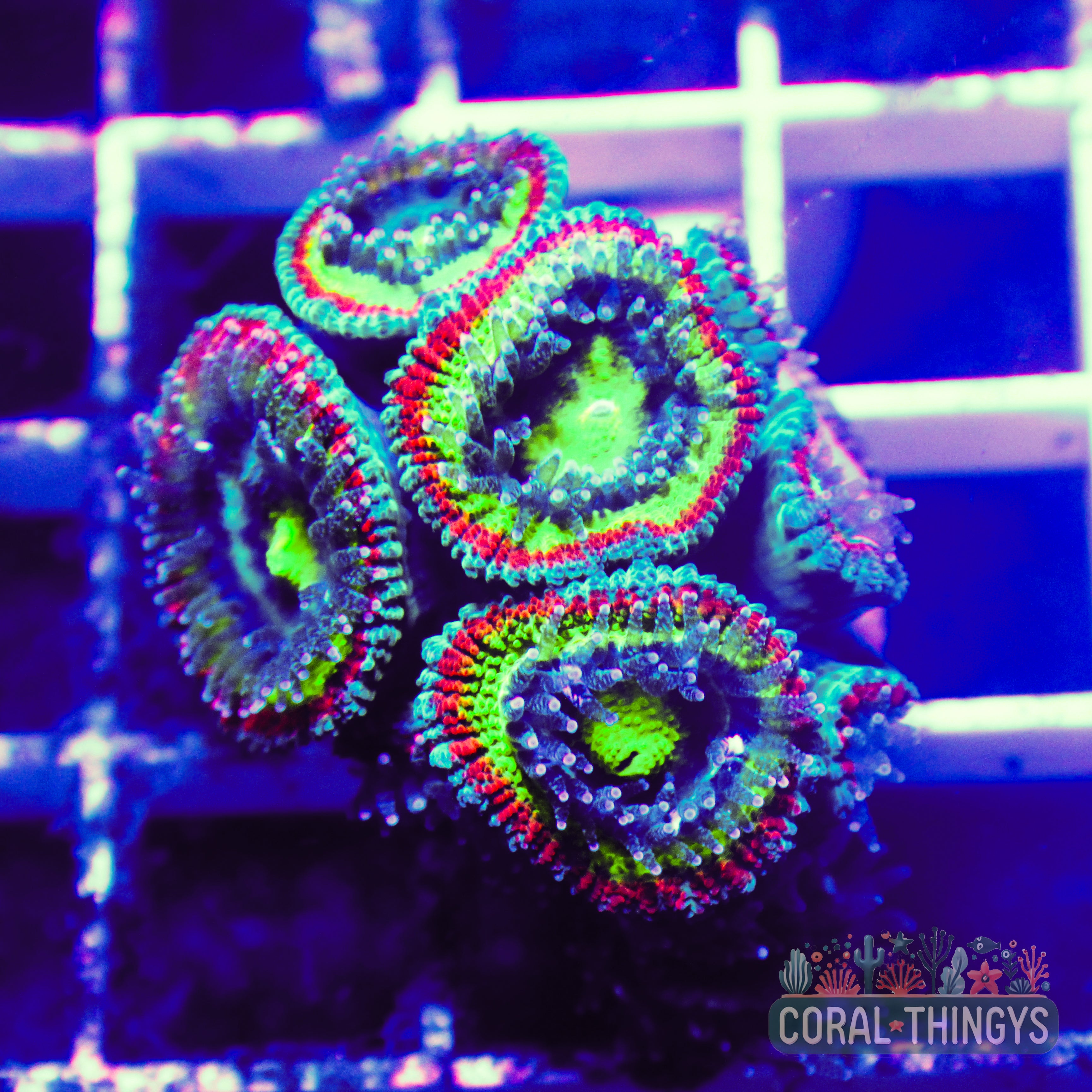 Holy Grail Micromussa – Coral Thingys