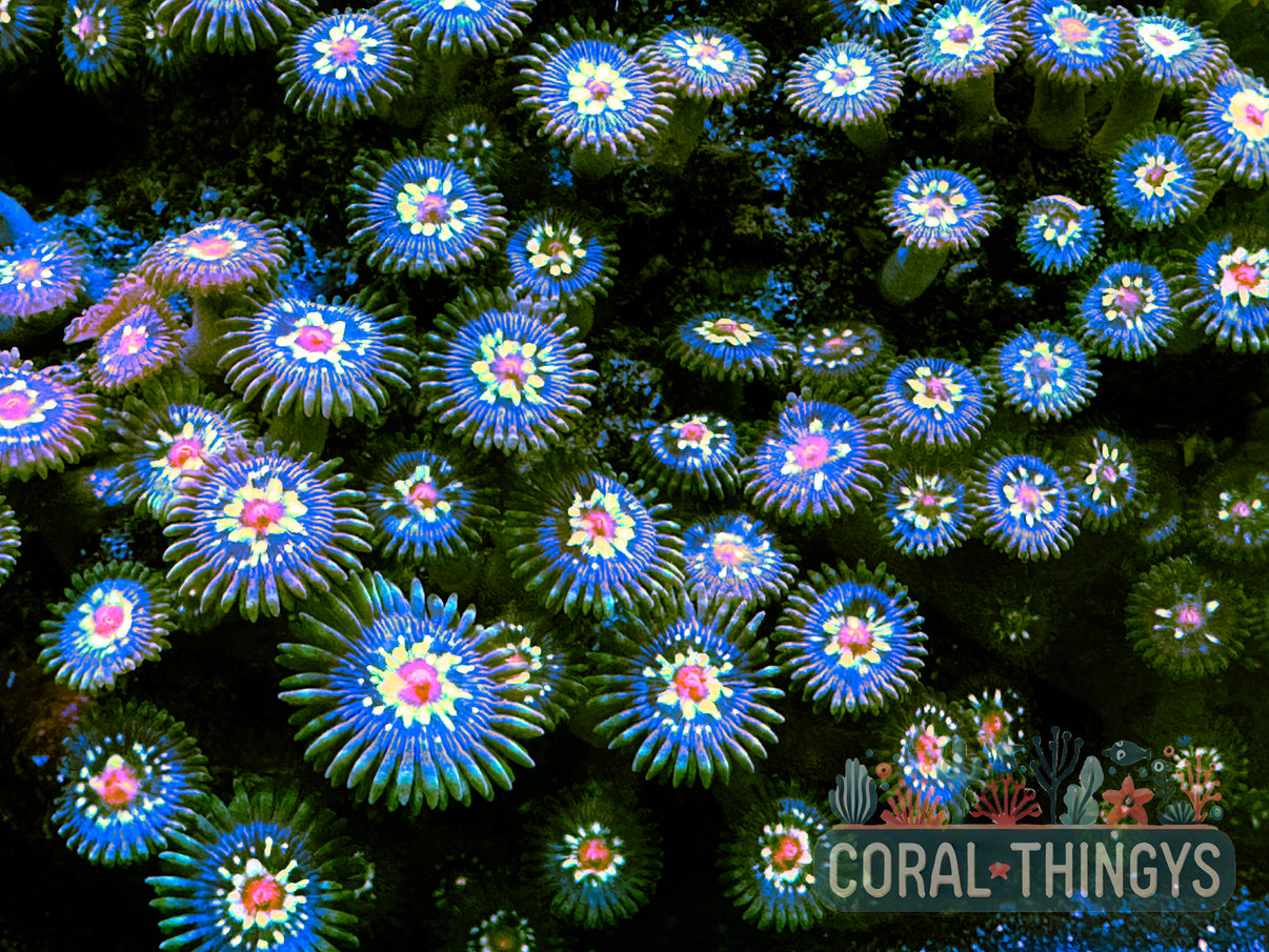 Jason Fox Stargazer Zoa – Coral Thingys
